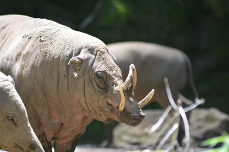 Fakta Unik Babi Rusa yang Penting untuk Diketahui