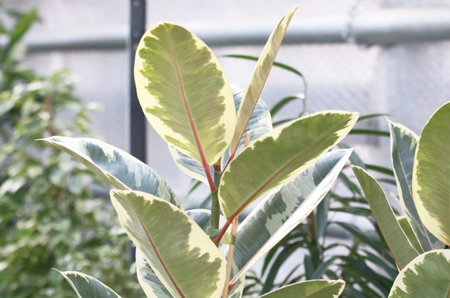 10 Manfaat Daun Karet Kebo yang Jarang Diketahui, Tidur Lebih Nyenyak