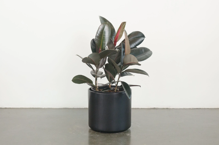 10 Manfaat Daun Karet Kebo yang Jarang Diketahui, Tidur Lebih Nyenyak