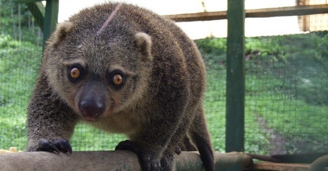 Kuskus Beruang Jadi Hewan Langka, Cermati Fakta-Fakta Uniknya!