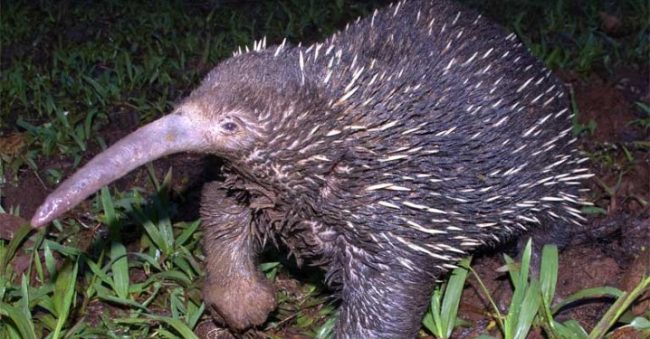 7 Fakta Menarik Landak Papua yang Terancam Punah