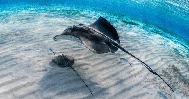 Ikan Pari Berkembang Biak dengan Cara Apa? Ini Penjelasannya