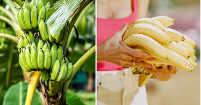 Pohon Pisang Berkembang Biak dengan Cara Apa? Ini Ulasannya