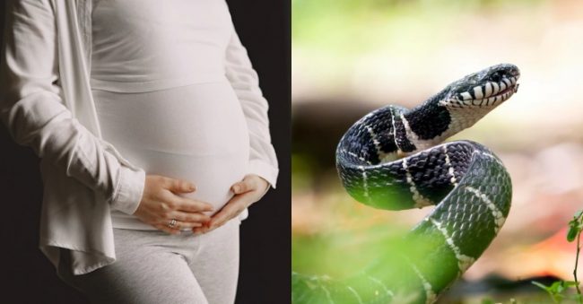 Mitos Ibu Hamil Melihat Ular, Benarkah Pertanda Buruk?