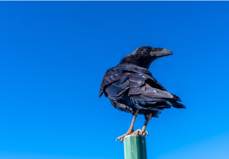 Arti Melihat Burung Gagak Hitam dan Fakta Uniknya