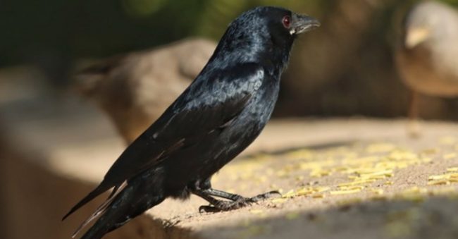 Arti Melihat Burung Gagak Hitam dan Fakta Uniknya