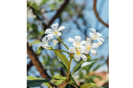 Mitos Pohon Kamboja di Depan Rumah, Menciptakan Energi Positif?