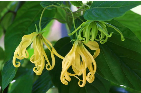 Mitos Bunga Kenanga, Benarkah Ampuh untuk Mengusir Mahluk Halus?