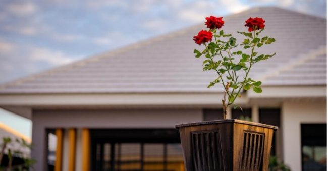 Mitos Bunga Mawar di Depan Rumah, Bisa Mengundang Kuntilanak?