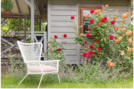 Mitos Bunga Mawar di Depan Rumah, Bisa Mengundang Kuntilanak?