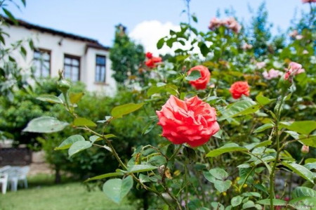 Mitos Bunga Mawar di Depan Rumah, Bisa Mengundang Kuntilanak?