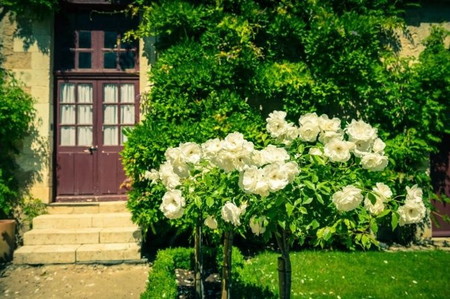 Mitos Bunga Mawar di Depan Rumah, Bisa Mengundang Kuntilanak?