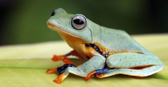 Katak Berkembang Biak dengan Cara Bertelur, Ini Penjelasannya