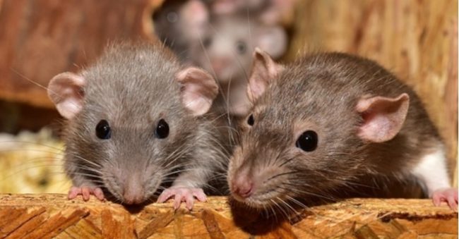 Tikus Berkembang Biak dengan Cara Melahirkan, Bagaimana Siklusnya?