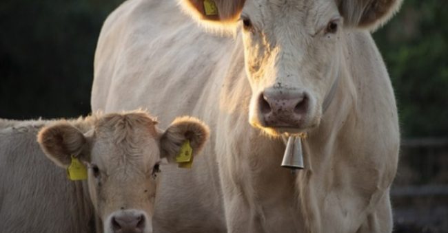 Sapi Berkembang Biak dengan Cara Apa? Ini Jawabannya!