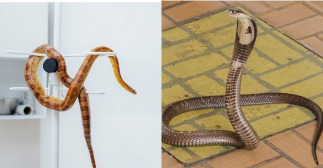 Mitos Ular Masuk Rumah, Tak Selalu Pertanda Buruk, Cek di Sini!