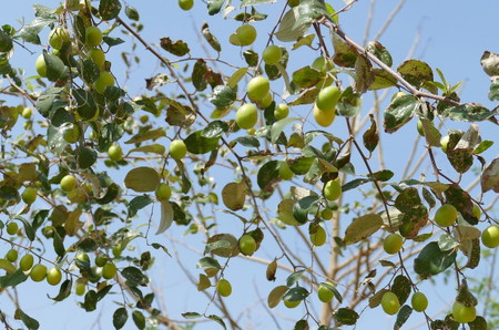 Bisa Menangkal Roh Jahat hingga Tolak Santet, Ini Mitos Pohon Bidara