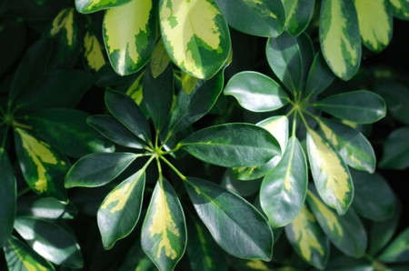 Mitos Tanaman Walisongo, Jumlah Kelopak Menentukan Keberuntungan