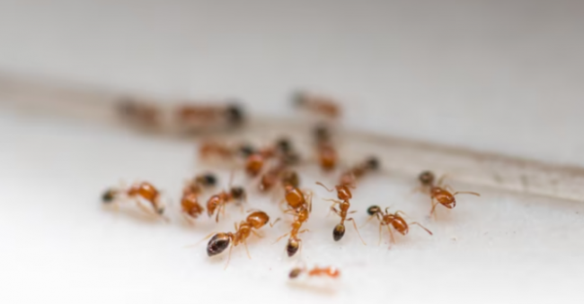 Doa Mengusir Semut dan Cara Mencegahnya Datang Lagi