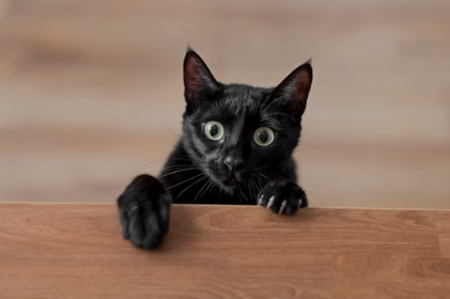 6 Mitos Kucing Hitam, Pembawa Hoki hingga Disebut Jelmaan Dewi