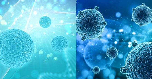 Perbedaan Antara Mitosis Dan Meiosis Sudah Tahu