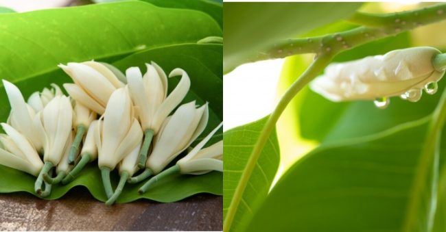 Alat Tes Keperawanan hingga Pemikat Kuntilanak, Ini Mitos Bunga Kantil