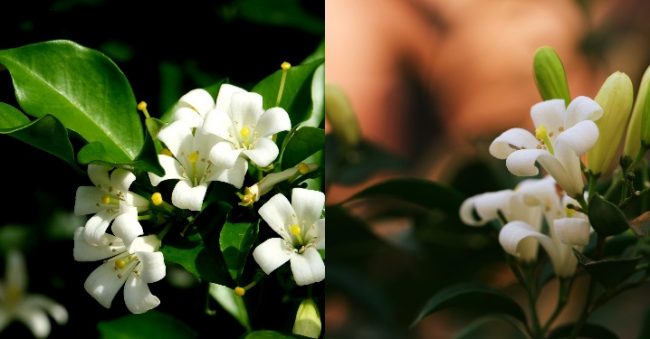 Mitos Bunga Kemuning, Kembang Langka yang Dipenuhi Keindahan Mistis