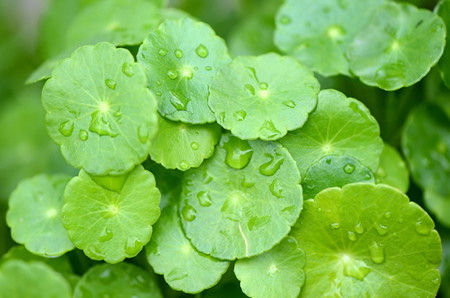 Manfaat Pegagan untuk Anak dan Aturan Penggunaannya