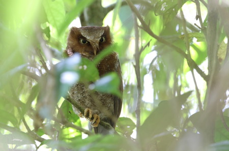 16 Jenis Burung Hantu yang Bisa Dipelihara dan Tidak