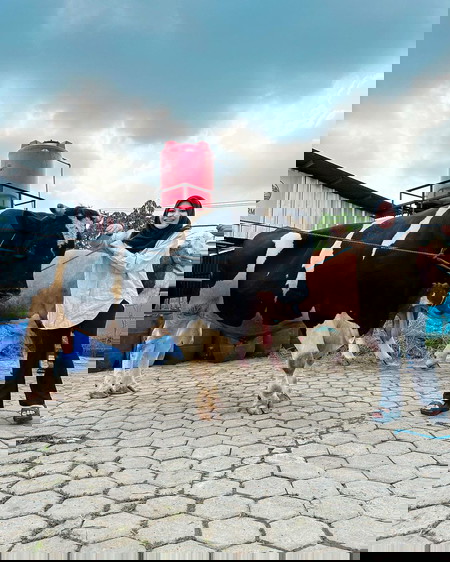 7 Artis Kurban Sapi Jumbo Tahun Ini, Bobotnya Lebih dari 1 Ton