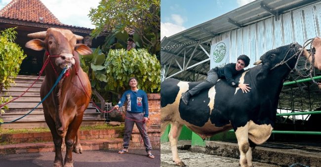 7 Artis Kurban Sapi Jumbo Tahun Ini, Bobotnya Lebih dari 1 Ton