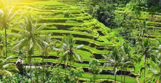 10 Tempat Wisata di Ubud Favorit Wisatawan, Kaya Akan Budaya