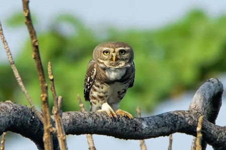 16 Jenis Burung Hantu yang Bisa Dipelihara dan Tidak