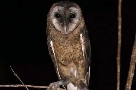 16 Jenis Burung Hantu yang Bisa Dipelihara dan Tidak