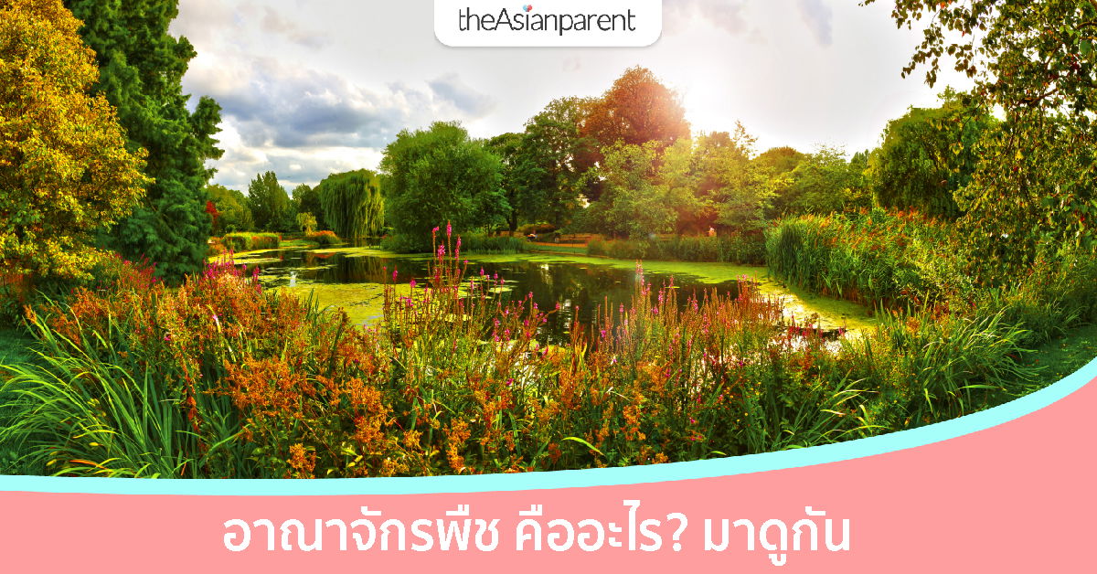 อาณาจักรพืช คืออะไร? สิ่งมีชีวิตที่สำคัญที่เราควรรู้!