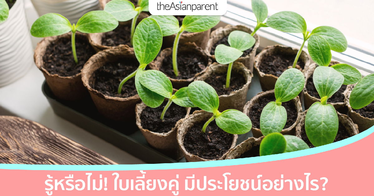 ใบเลี้ยงคู่ คืออะไร? ความรู้เกี่ยวกับพืชที่เราต้องรู้!