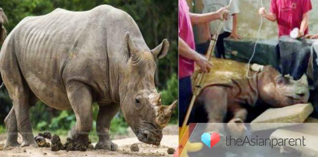 Badak Sumatra Jantan Terakhir Di Malaysia Akhirnya Mati Sakit Tua