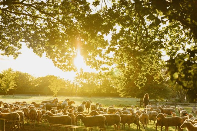 Gentle Sheep Toddler Milk: Susu Formula Yang Lembut Untuk Perut Anak