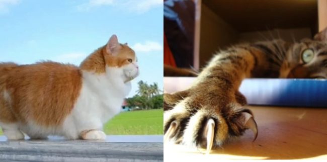 Kesan Cakar Kucing: Apa Anda Perlu Buat Jika Dicakar Si Bulus