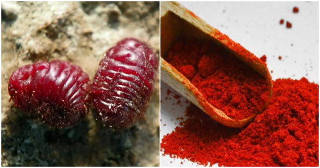 Serangga Cochineal: Ini Hukum Menggunakannya Ikut Mufti WP