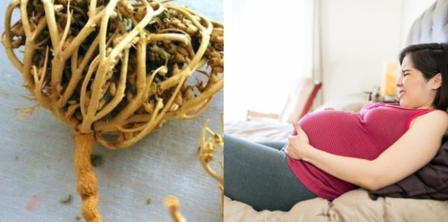 Air Selusuh Untuk Ibu Bersalin Guna Rendaman Akar Fatimah