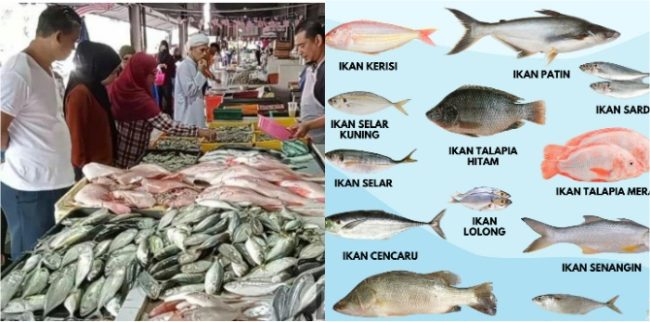Jenis Ikan Yang Biasa Didapati Di Pasar Malaysia