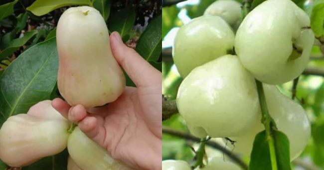 Jambu Susu: Khasiat & Keistimewaan Jambu Bol / Botol